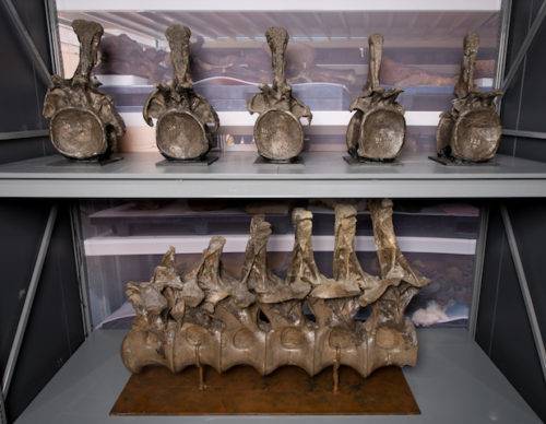 Check Out The Amazing New Fossils At The AMNH | That Girl At The Party